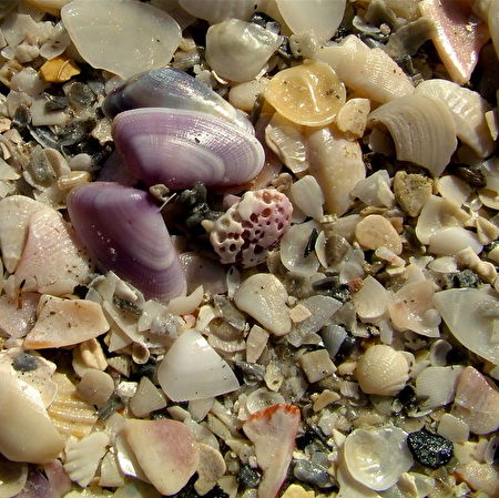 Bureaublad achtergrond Shell, Toppings, Vlees | Beste Gratis achtergronden